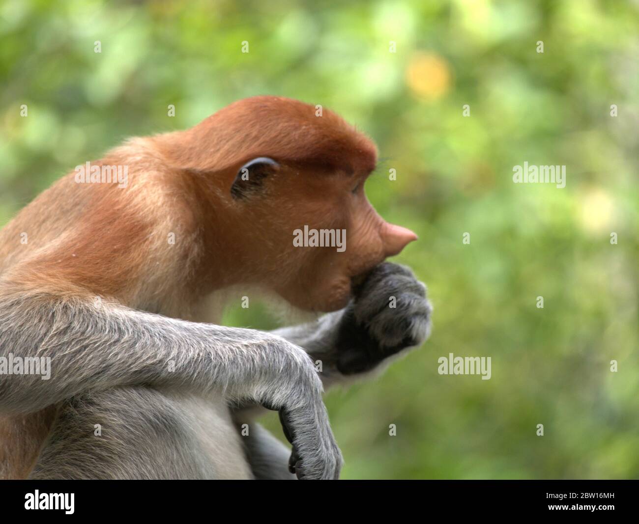 Proboscis monkey is eating bananas Stock Photo - Alamy