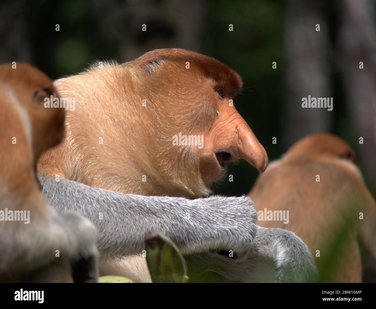 Proboscis monkey is eating bananas Stock Photo - Alamy
