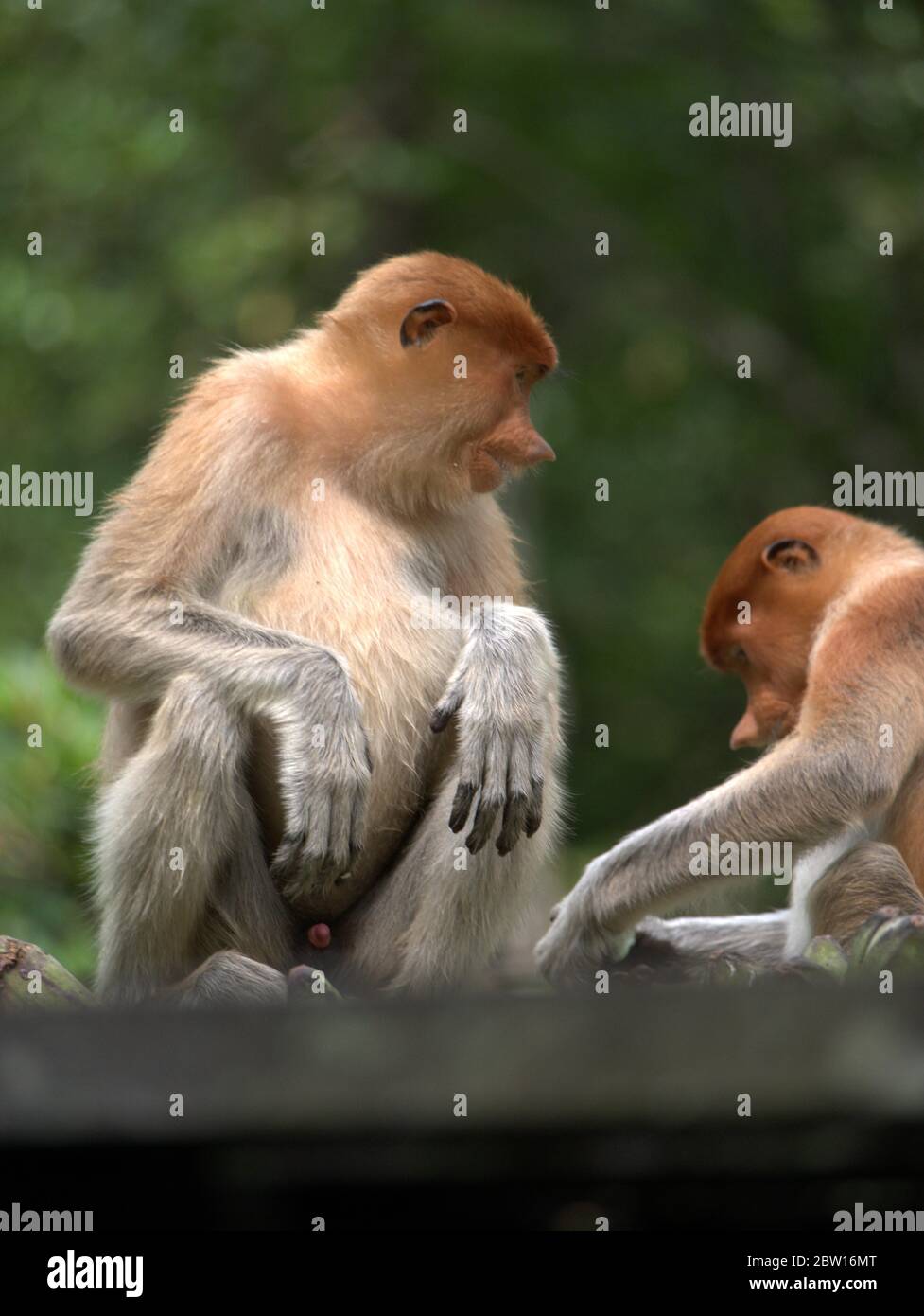 Proboscis monkey is eating bananas Stock Photo - Alamy