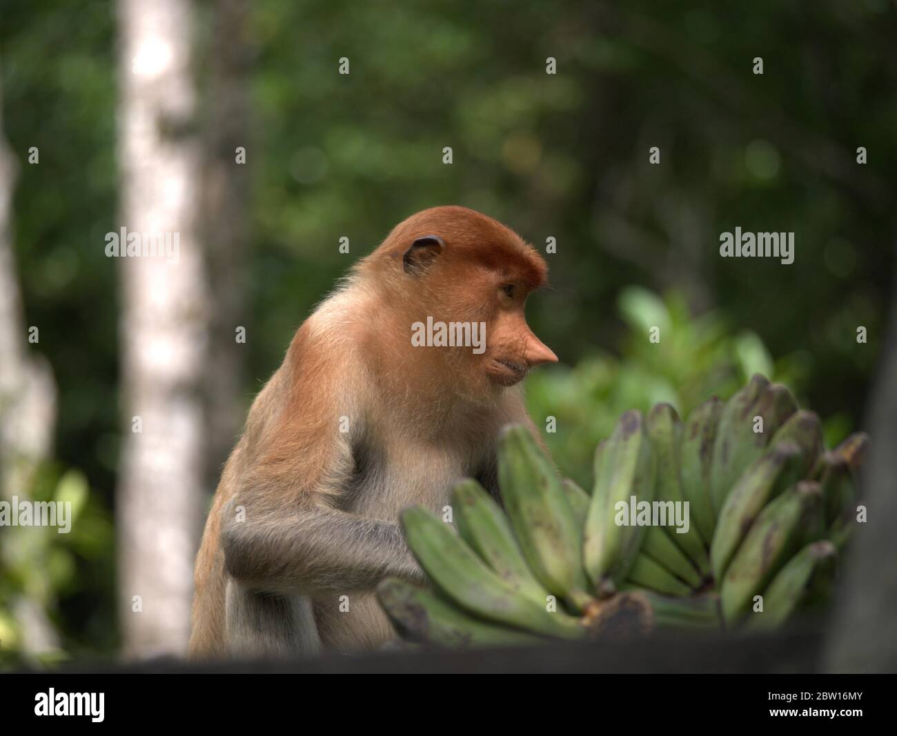 Proboscis monkey is eating bananas Stock Photo - Alamy