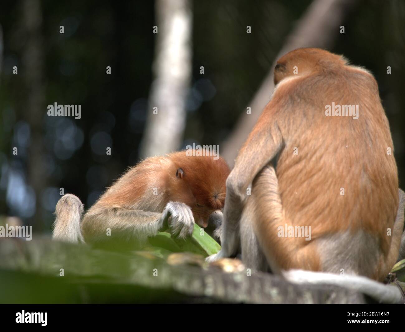 Proboscis monkey nasalis larvatus eating hi-res stock photography and ...