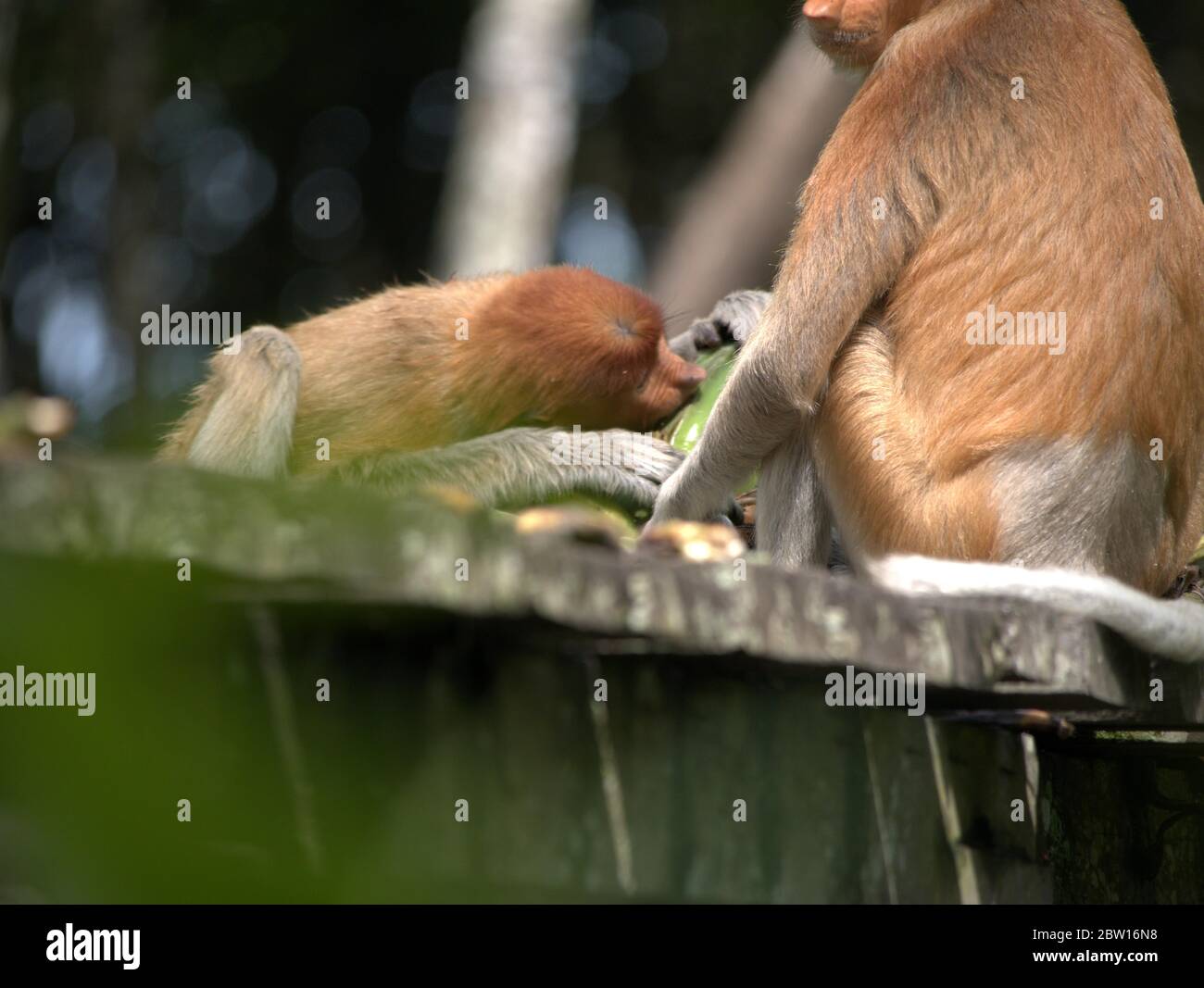 Proboscis monkey is eating bananas Stock Photo - Alamy