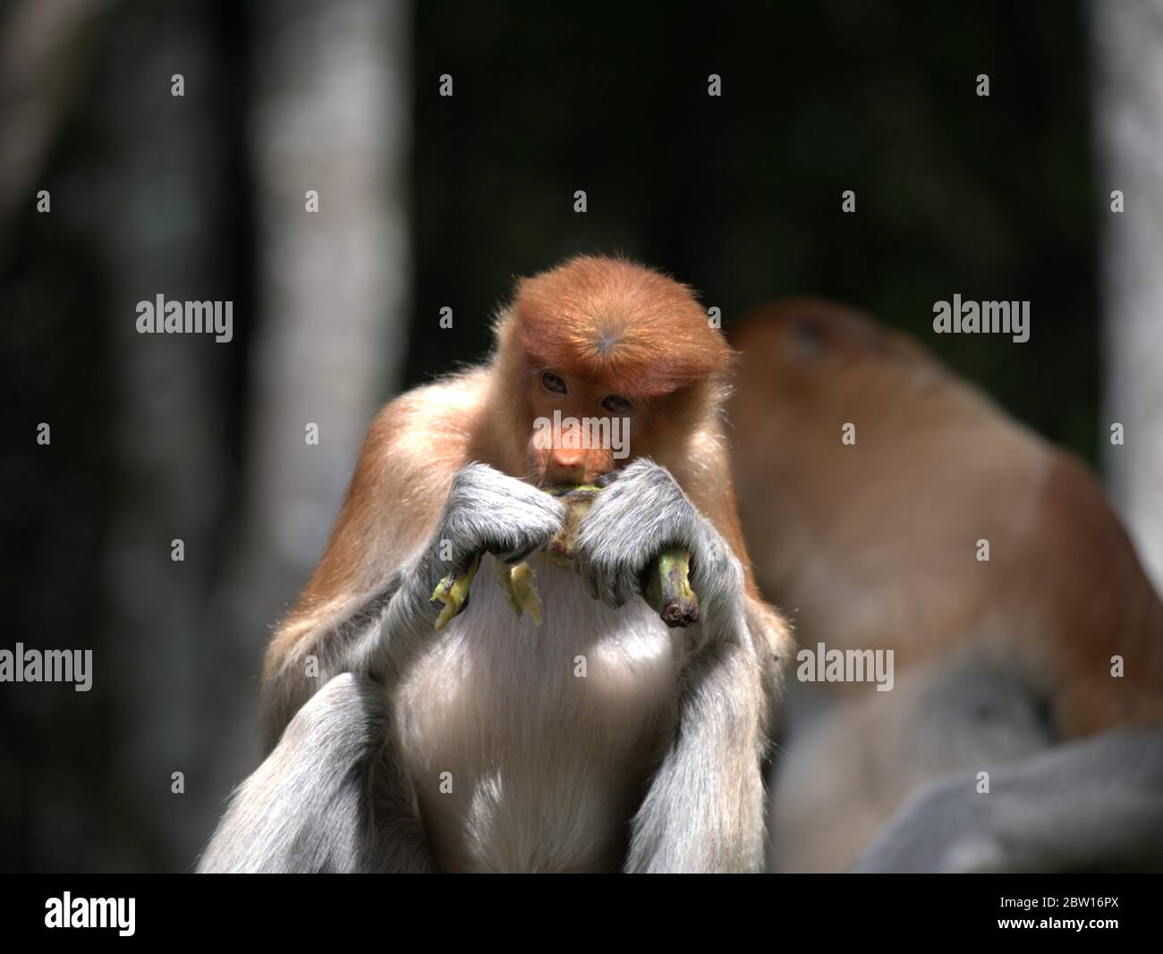 Proboscis monkeys eating hi-res stock photography and images - Alamy