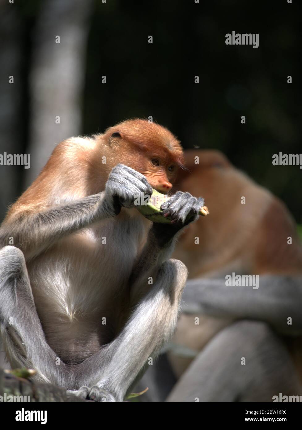 Proboscis monkey is eating bananas Stock Photo - Alamy