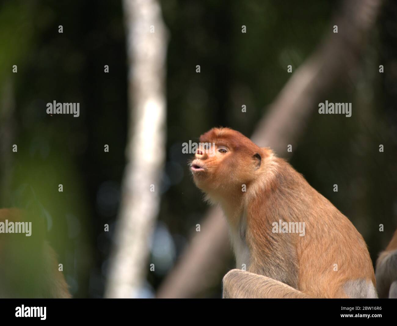 Proboscis monkey is eating bananas Stock Photo - Alamy