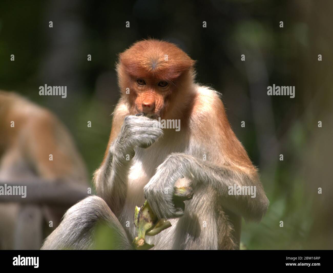 Proboscis monkey is eating bananas Stock Photo - Alamy