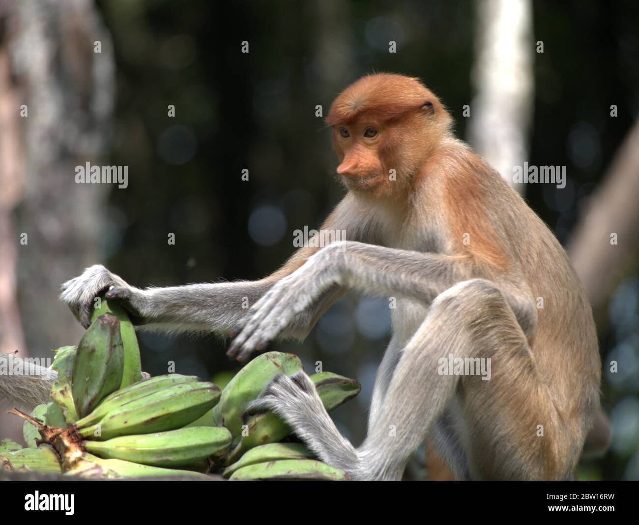 Proboscis monkey is eating bananas Stock Photo - Alamy