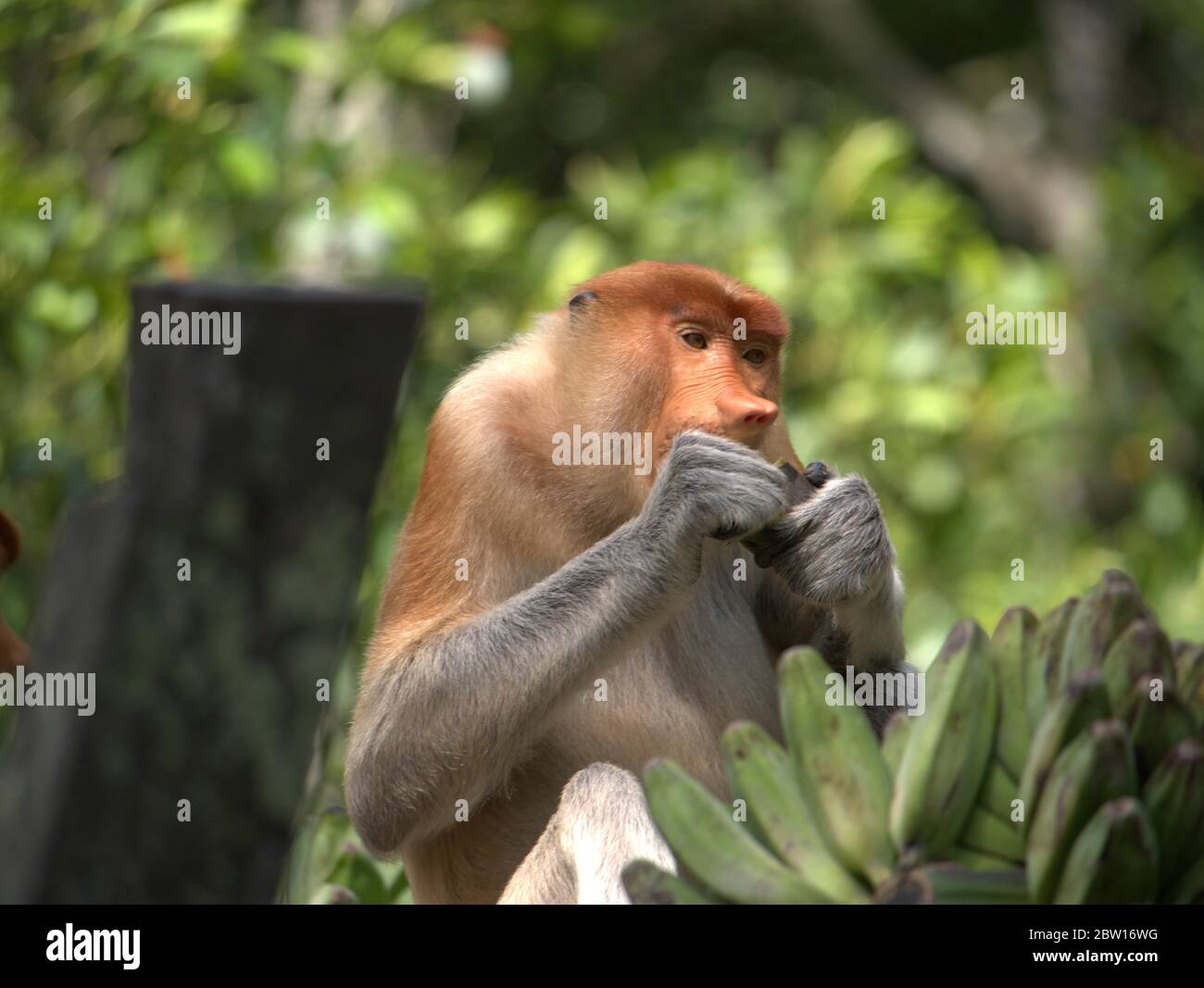 Proboscis monkey is eating bananas Stock Photo - Alamy