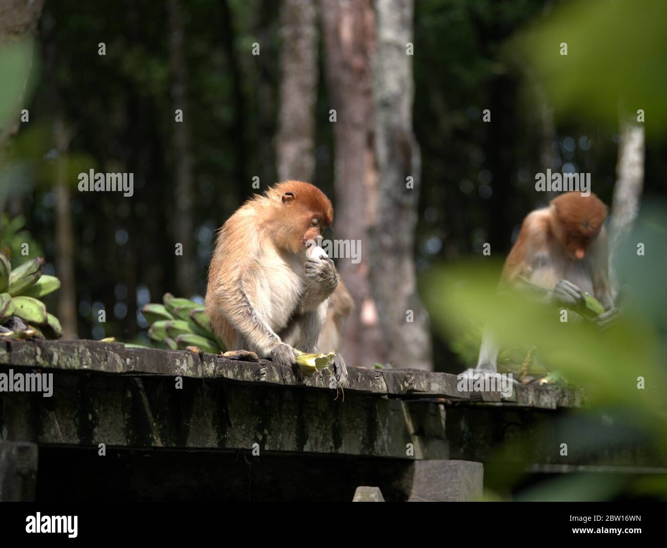 Proboscis monkey is eating bananas Stock Photo - Alamy