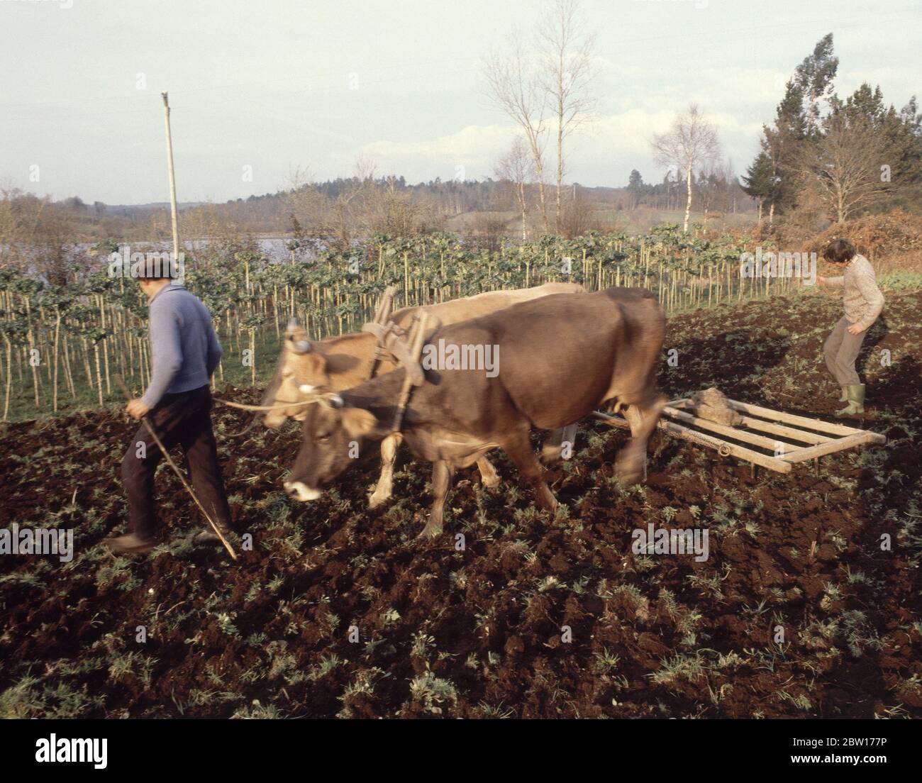 Yunta de bueyes hi-res stock photography and images - Alamy