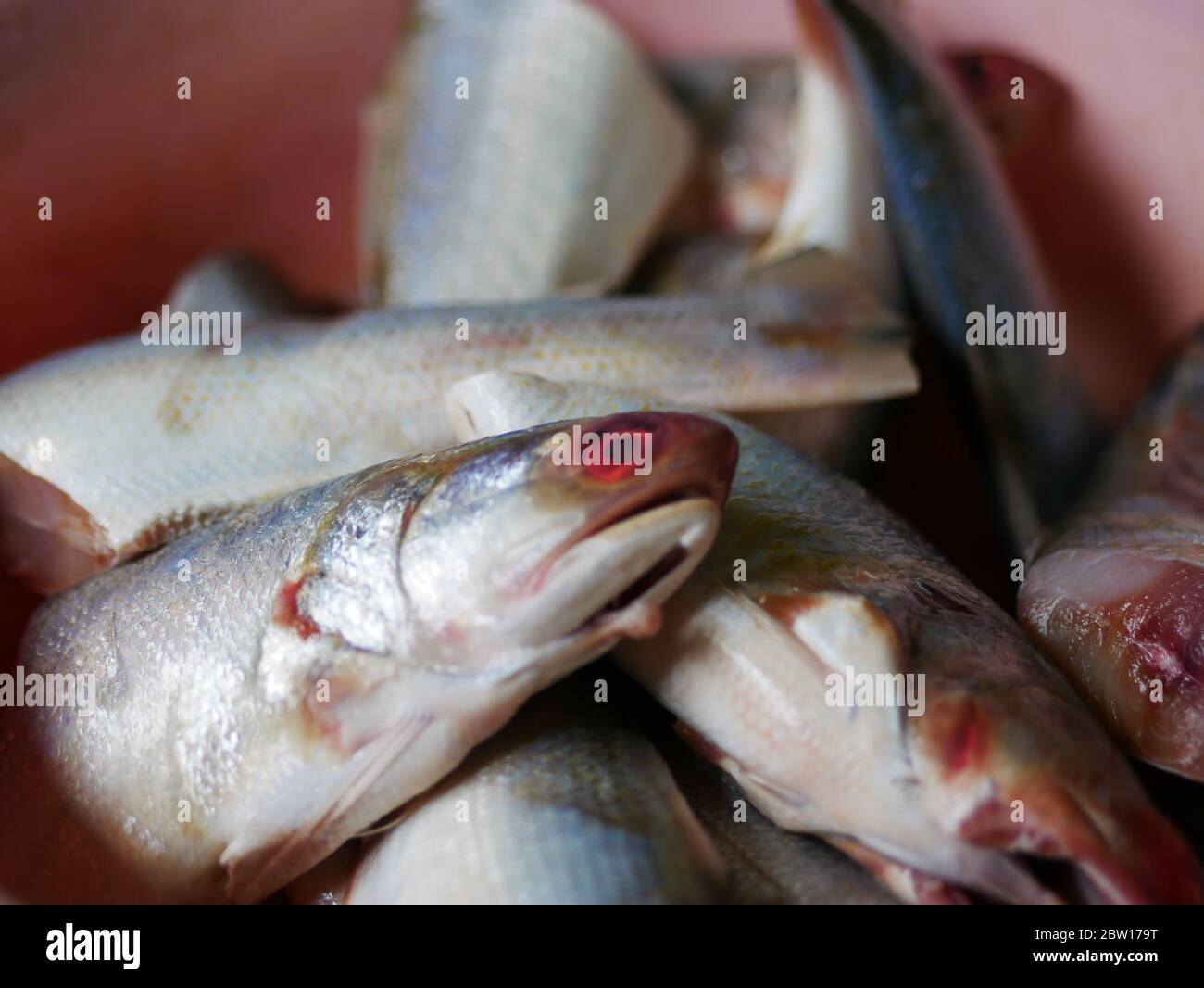 Fish milkfish hi-res stock photography and images - Alamy