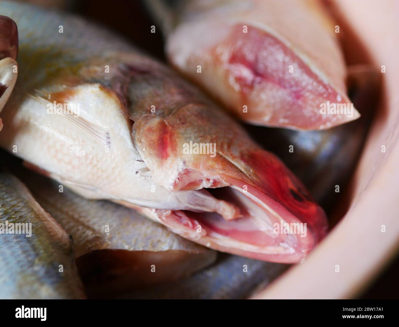 Milkfish hi-res stock photography and images - Alamy