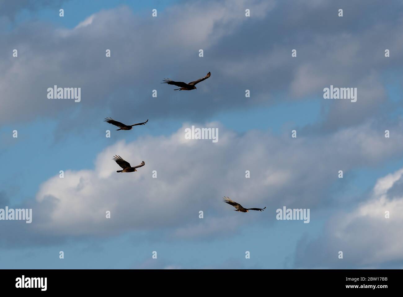 Turkey vulture, Cathartes aura, bird in flight, Tulum beach, Mexico ...