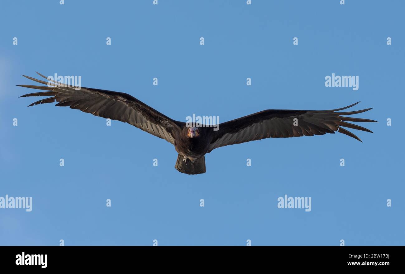 Turkey vulture, Cathartes aura, bird in flight, Tulum beach, Mexico ...