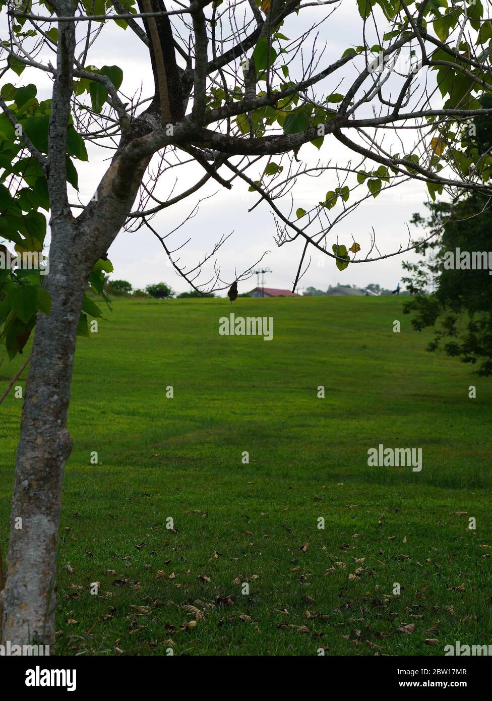 Tree on edge of field Stock Photo - Alamy