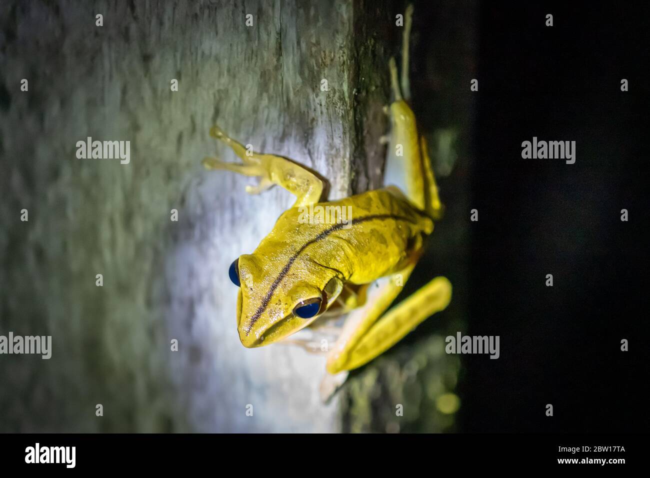 White lined leaf frog hi-res stock photography and images - Alamy