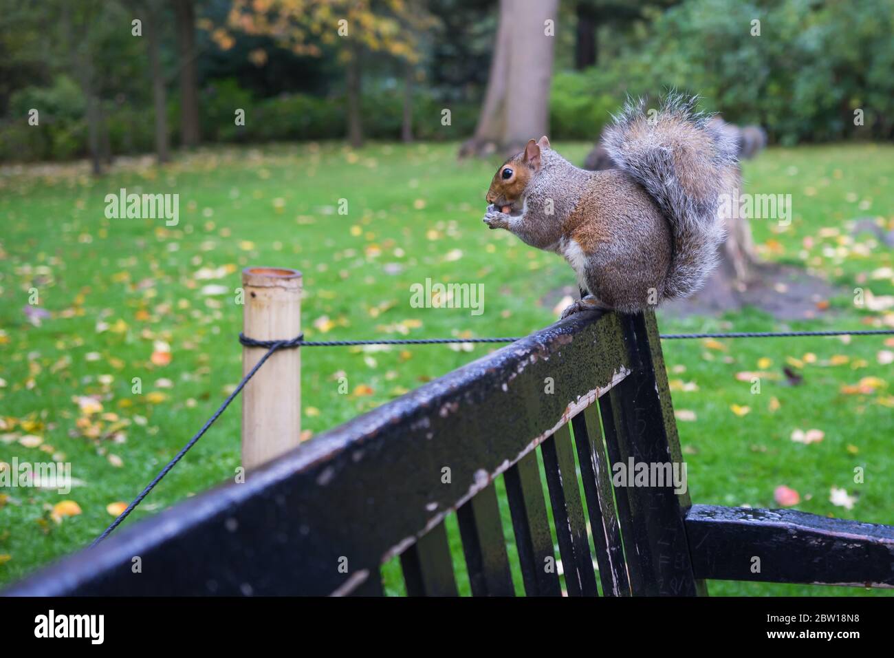Holland park squirrel hi-res stock photography and images - Alamy