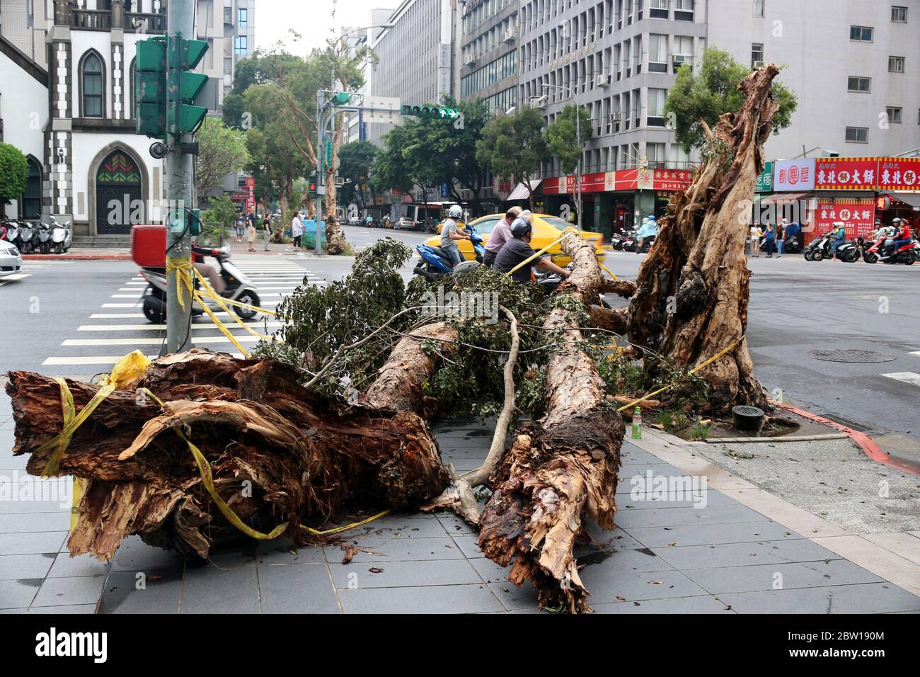 A fallen tree in the centre of Taipei after a strong typhoon. Taipei ...