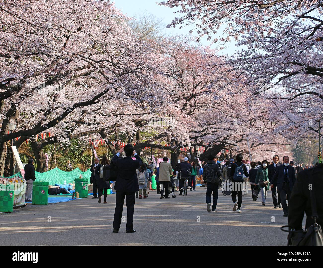 Sukura cherry blossom being photographed by business men in suits in ...