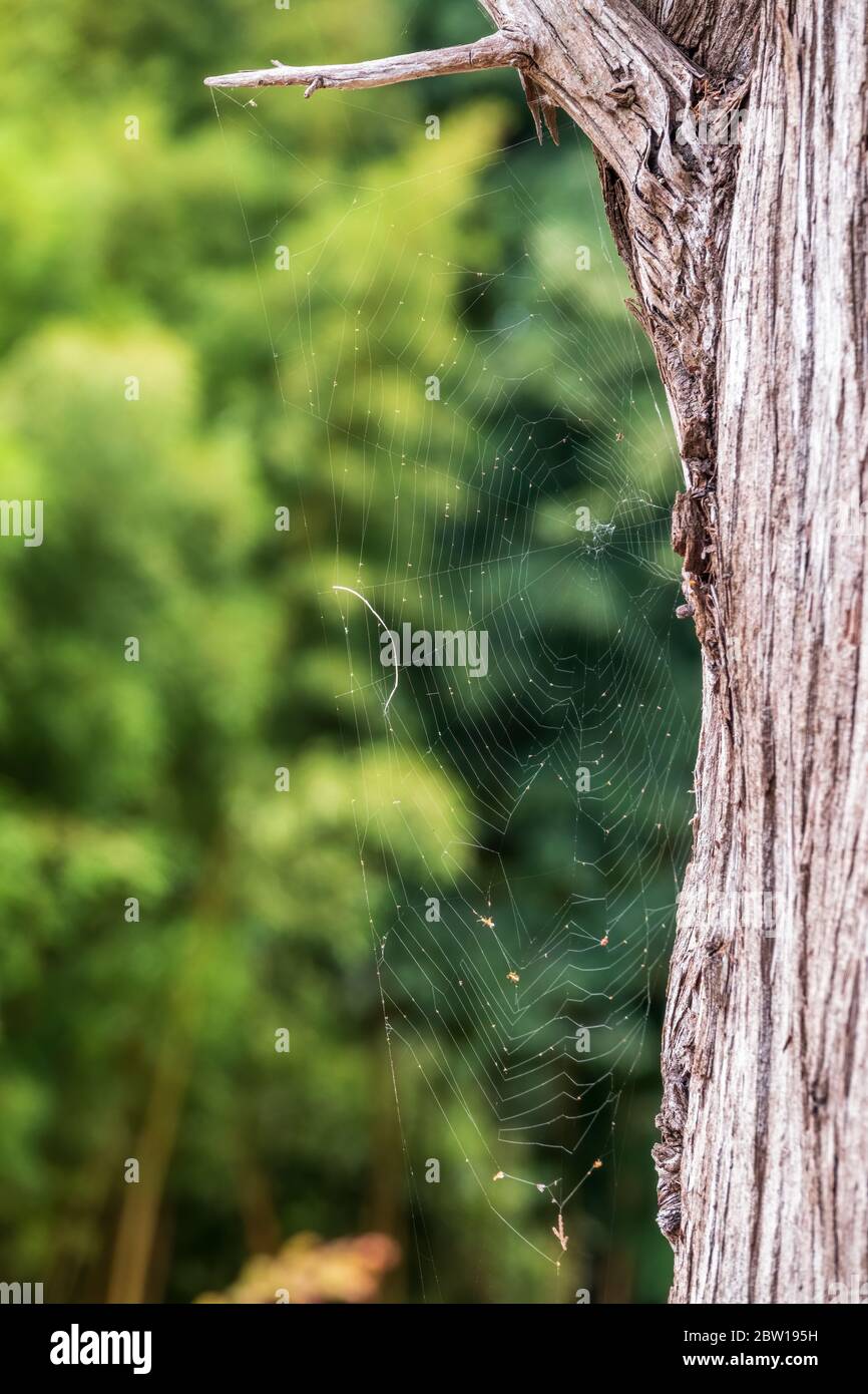 Spider web on a tree on a green background, spider web in nature Stock ...