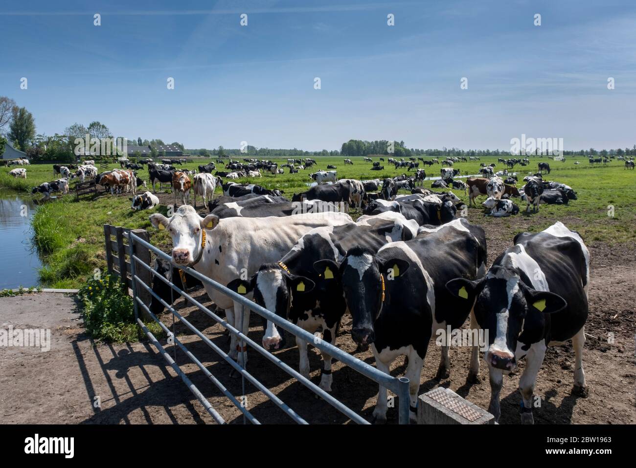Dutch cows in a typical Dutch setting.The Netherlands Stock Photo - Alamy
