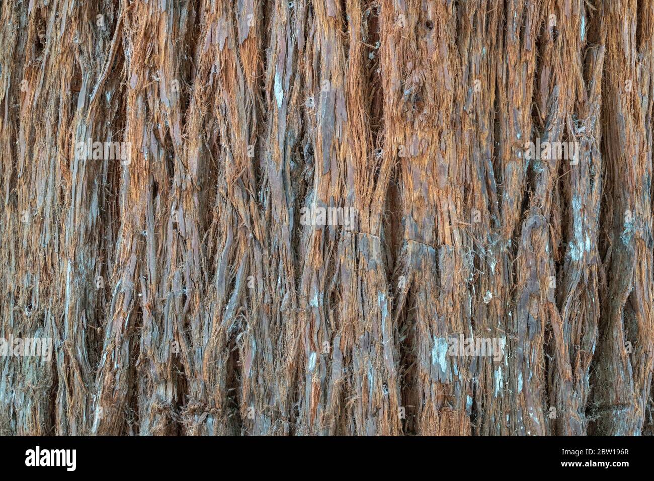 Fibrous texture of sequoia bark. Bark details of the evergreen redwood ...