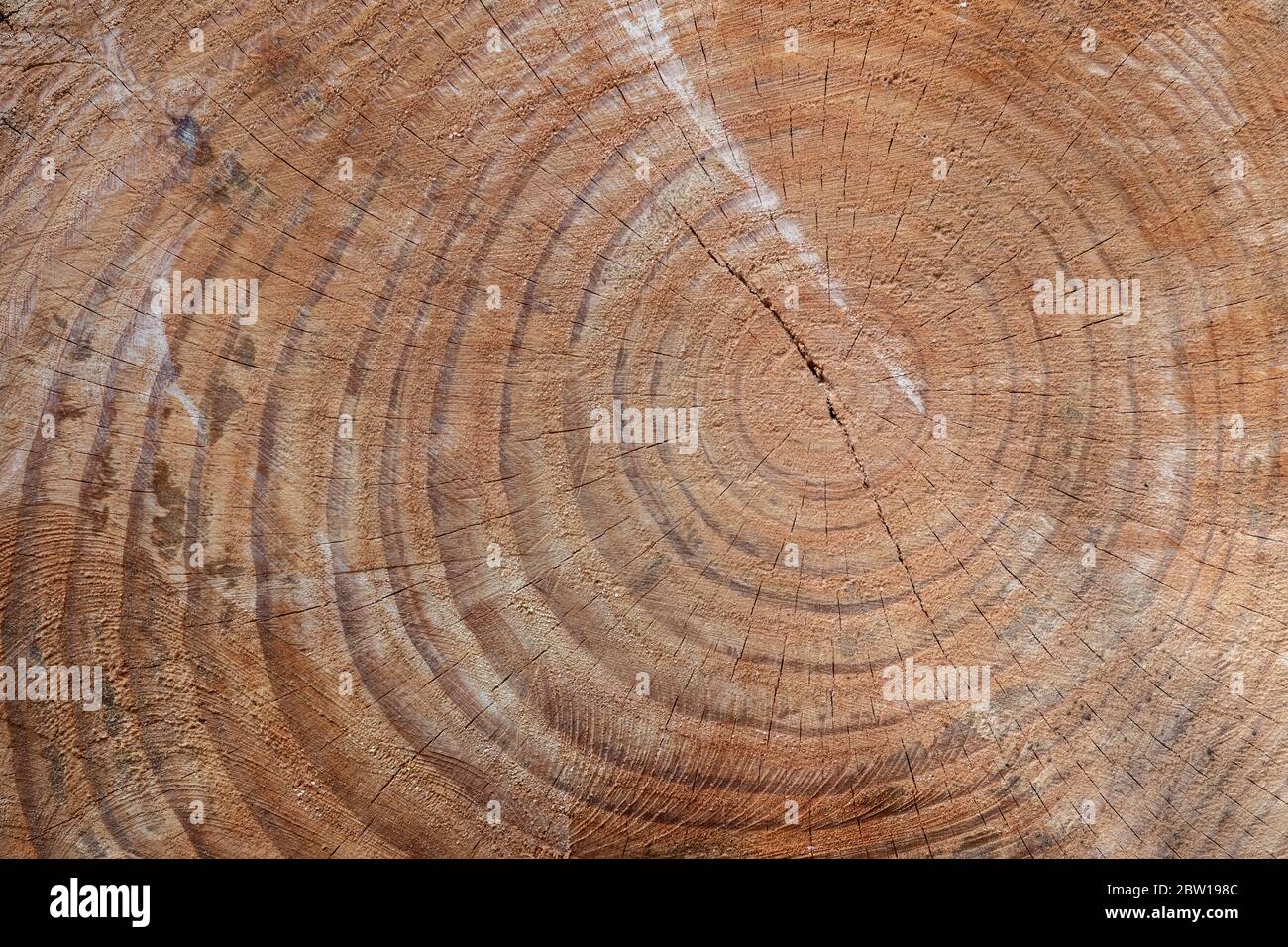 The texture of the cut trunk of an old tree with rings. Cross-section ...