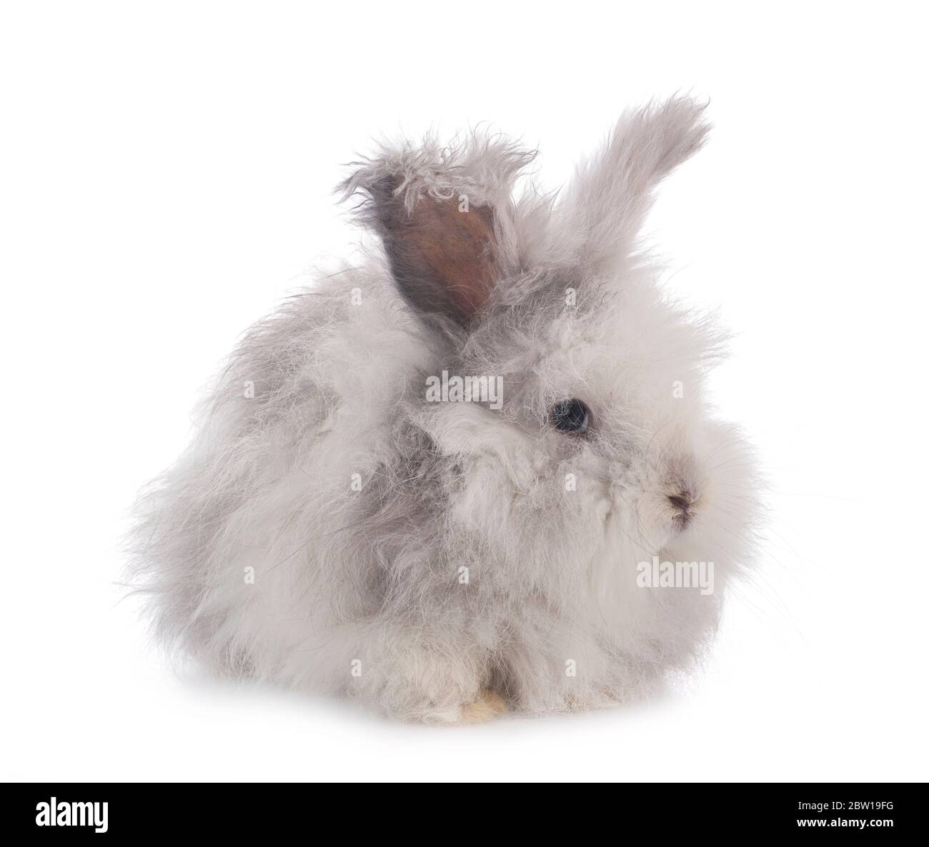 English angora bunny hi-res stock photography and images - Alamy