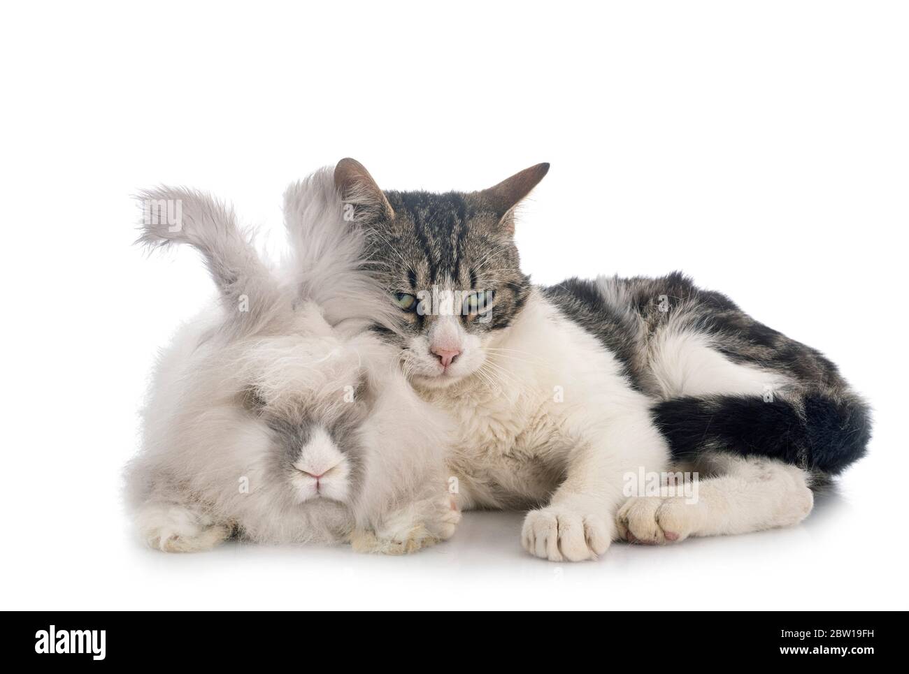 English Angora and cat in front of white background Stock Photo - Alamy
