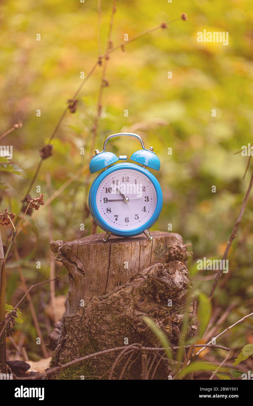 Vintage alarm clock and maple tree leaves in autumn forest. Autumn ...