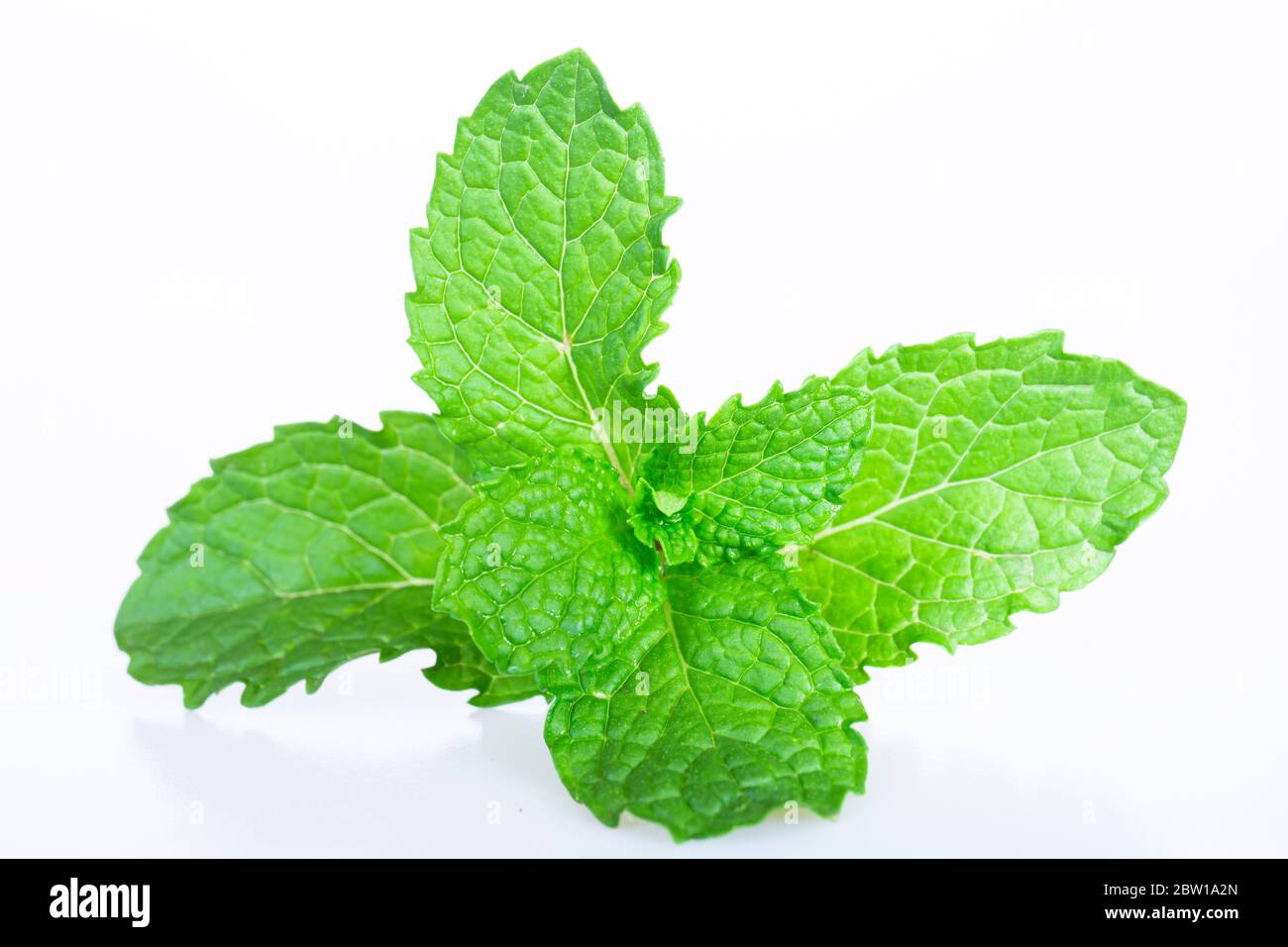 Mint leaf fresh, closeup isolated on a white background Stock Photo - Alamy