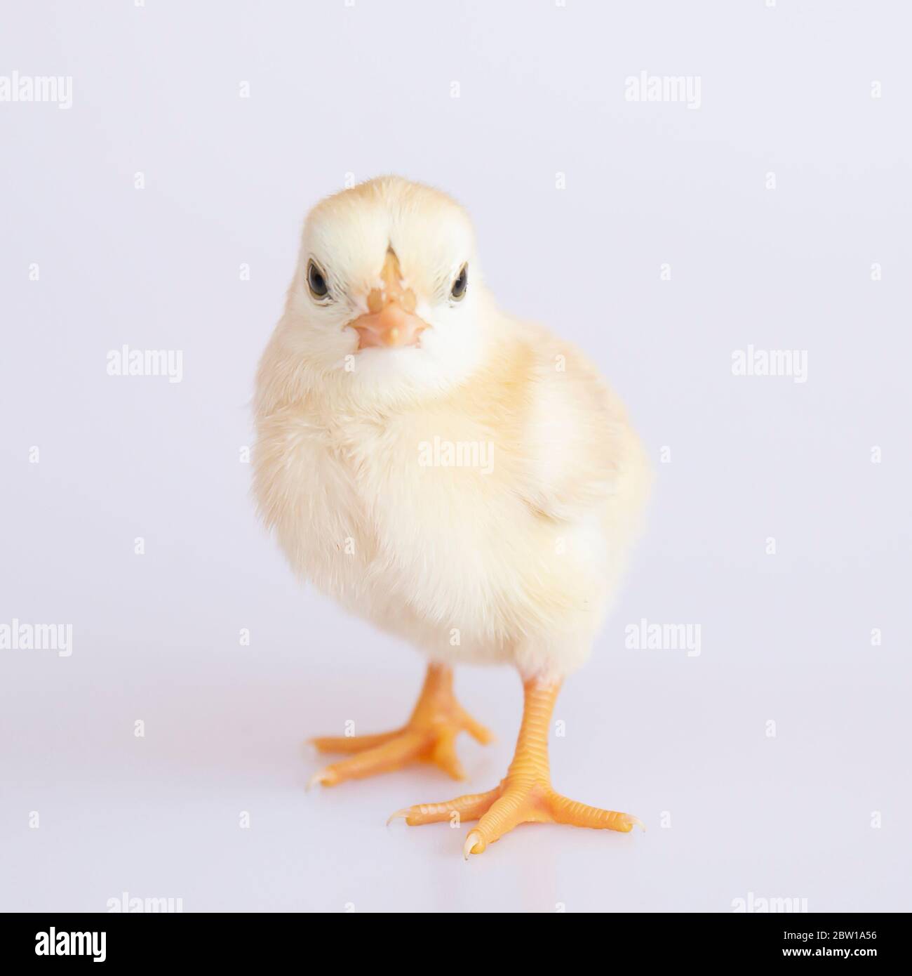 Cute small chicks isolated on white background Stock Photo - Alamy