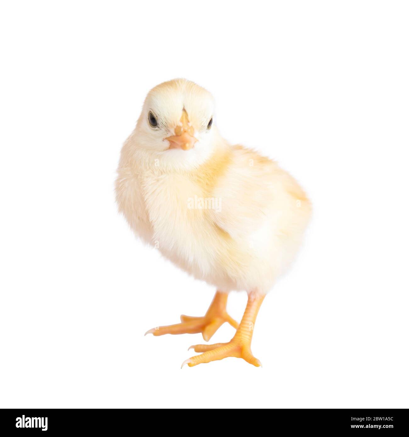 Cute small chicks isolated on white background Stock Photo - Alamy
