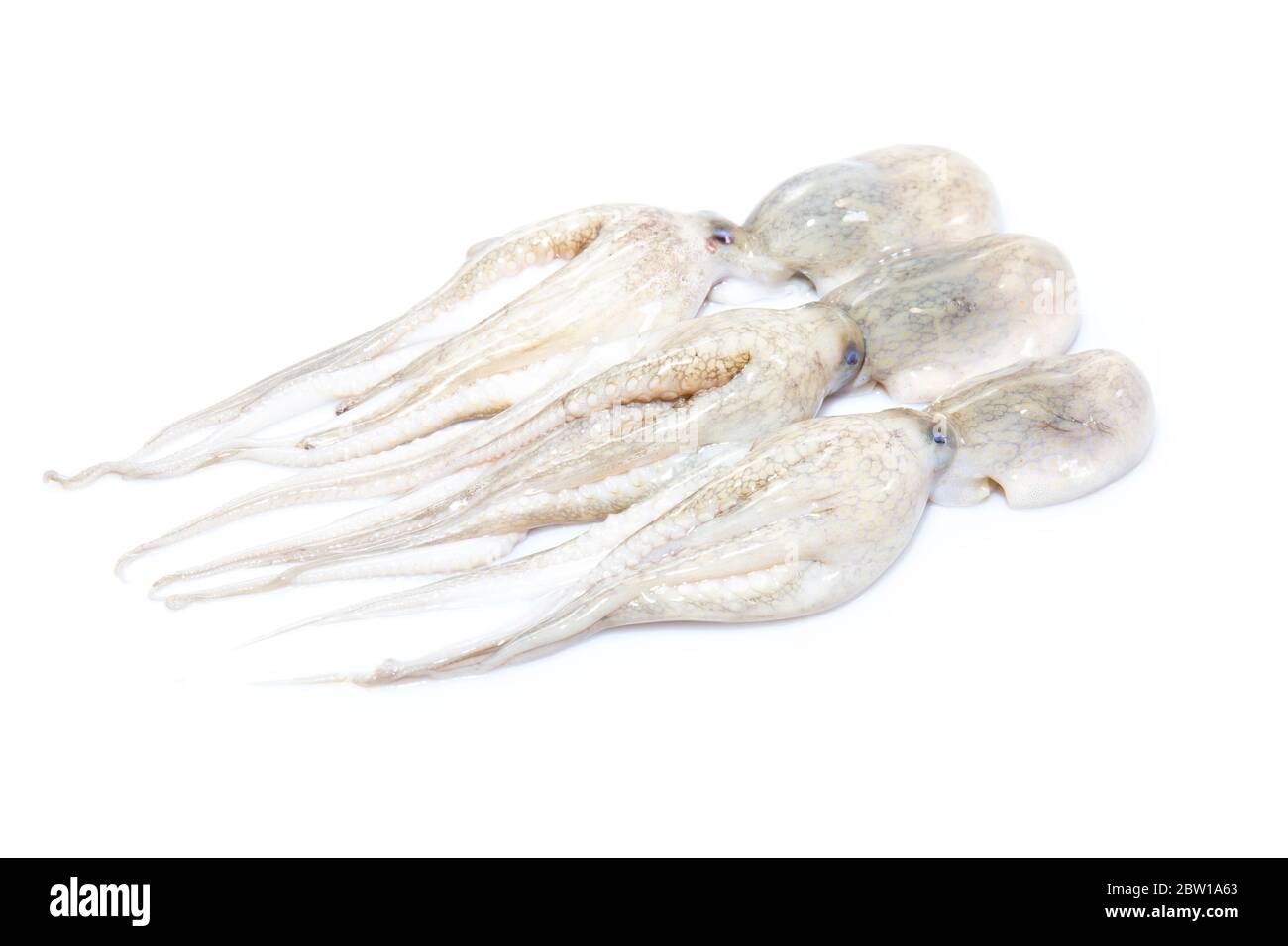 Fresh squid from the sea, isolated on white background Stock Photo - Alamy