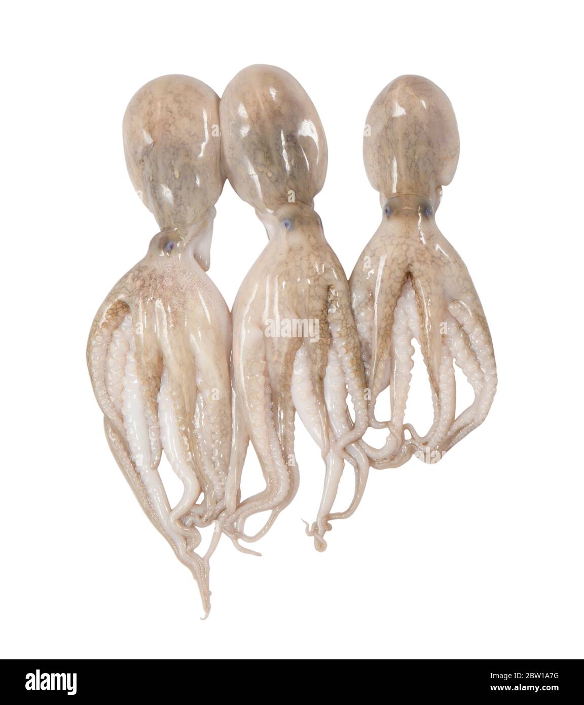 Fresh squid from the sea, isolated on white background Stock Photo - Alamy