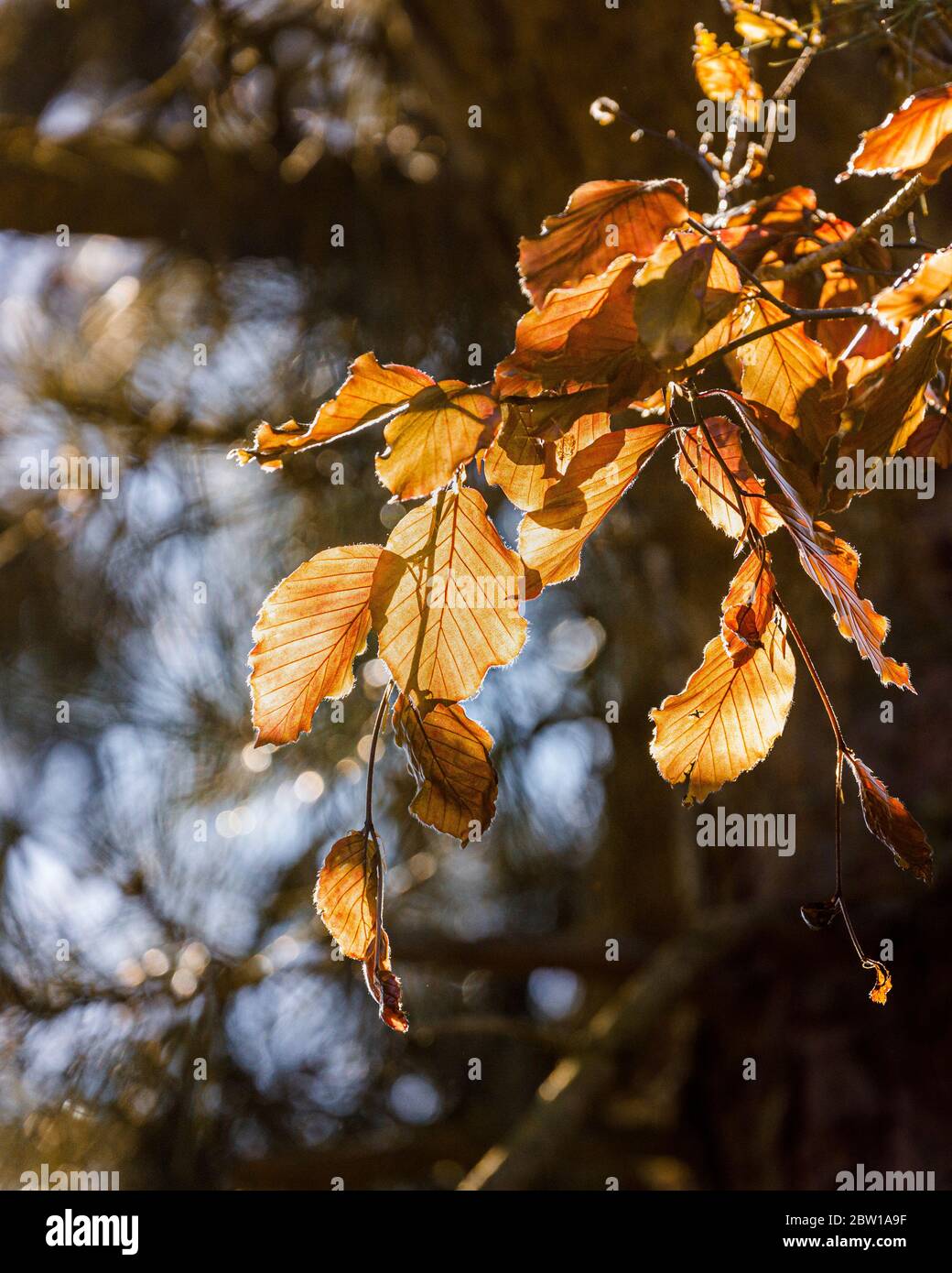 beech hedge with blurred background Stock Photo - Alamy