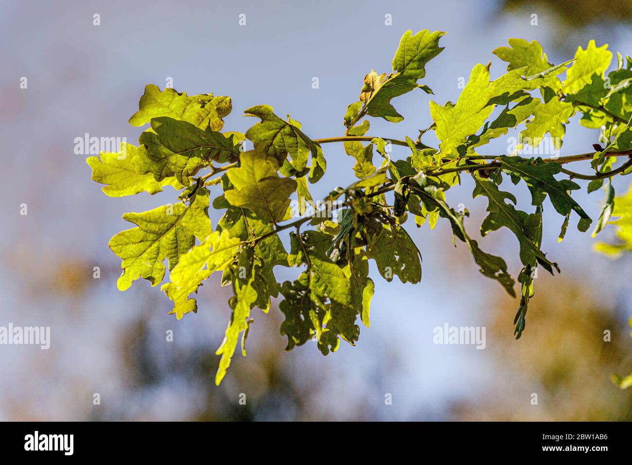 Tree Branch Close Up