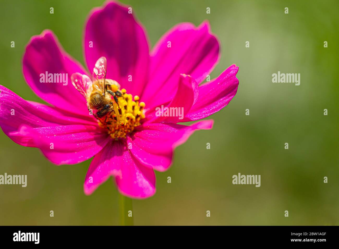 The bee is searching for nectar on the flowers in the garden, with the ...