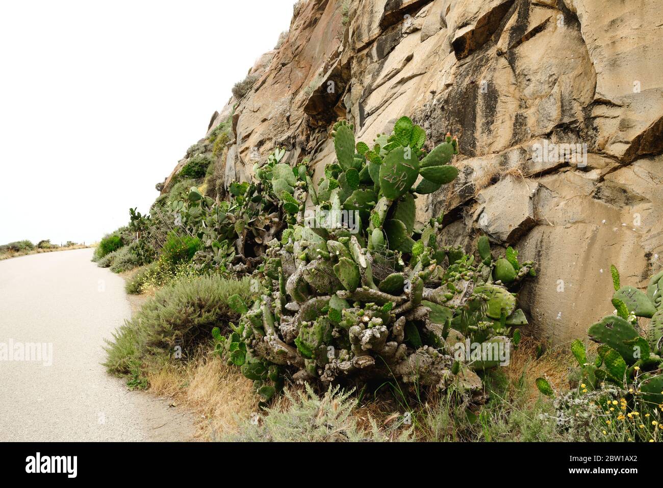 Morro Rock and native plants. Beautiful huge cacti on Morro Bay beach ...