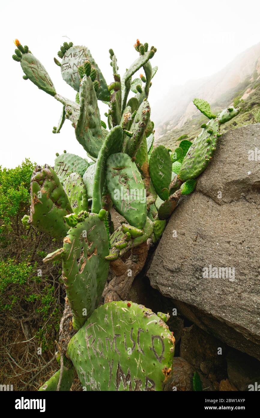 Rock cactus cacti stone hi-res stock photography and images - Alamy