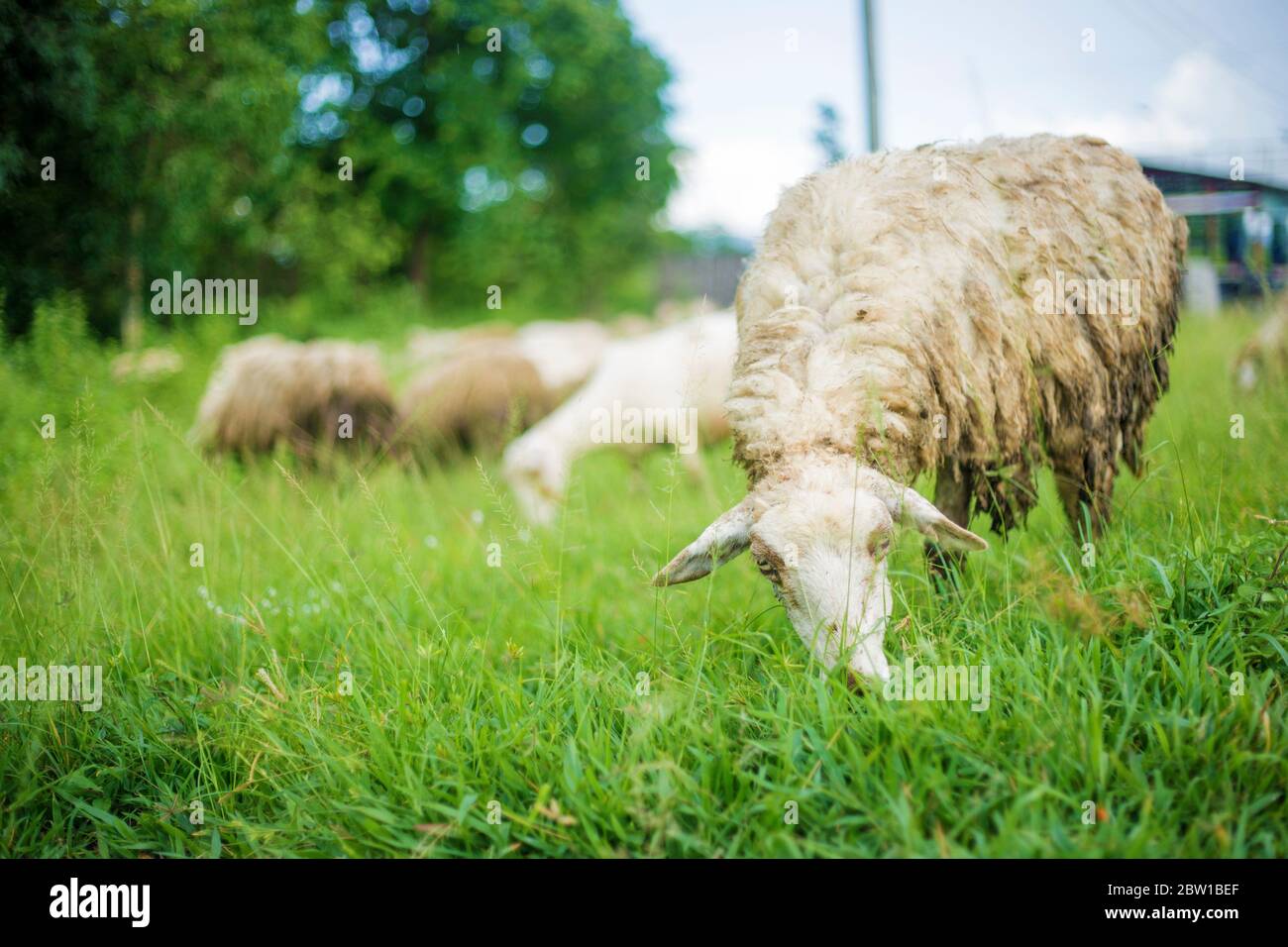 Sheep eat grass Stock Photo - Alamy
