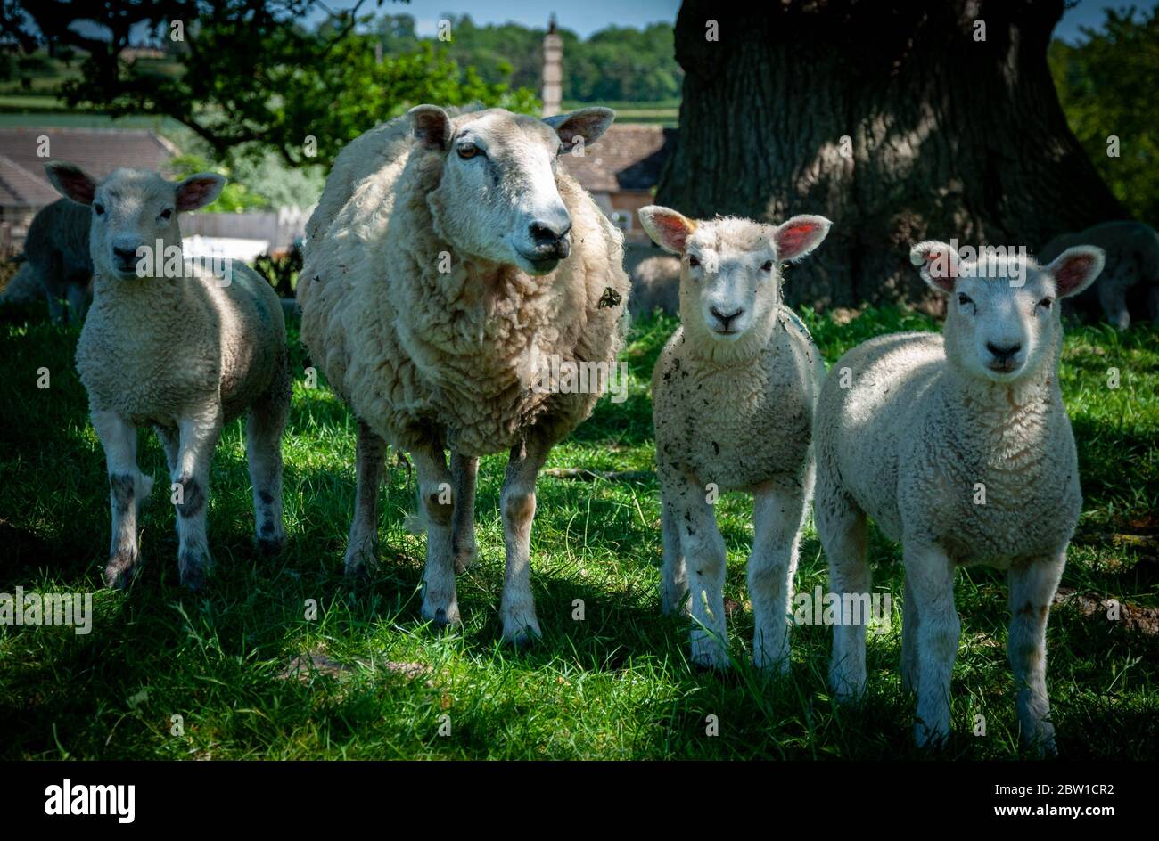 A ewe and three lambs in the shade under a tree during a hot day in the ...