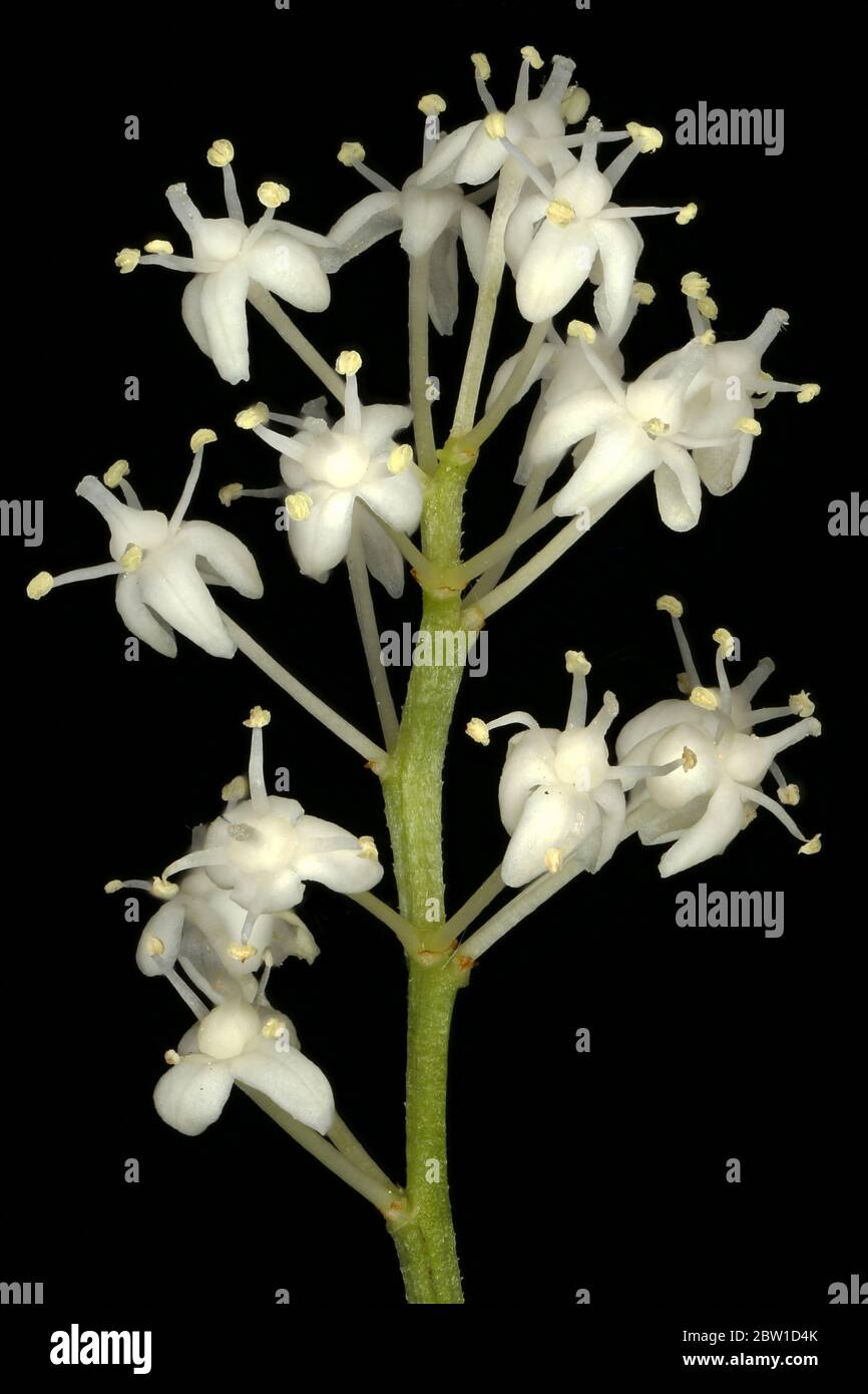 Maianthemum bifolium nature hi-res stock photography and images - Alamy