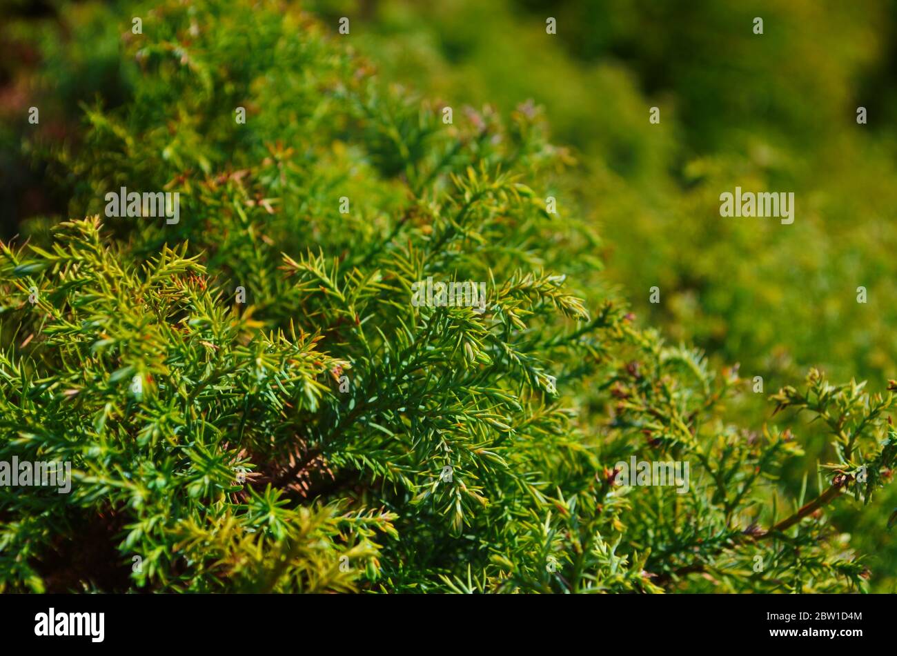 Evergreen texture hi-res stock photography and images - Alamy