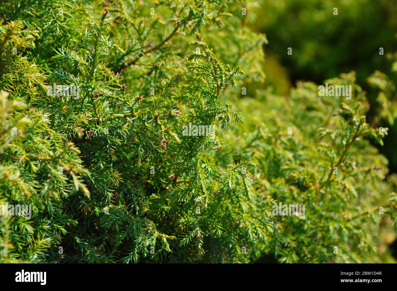 Evergreen texture hi-res stock photography and images - Alamy
