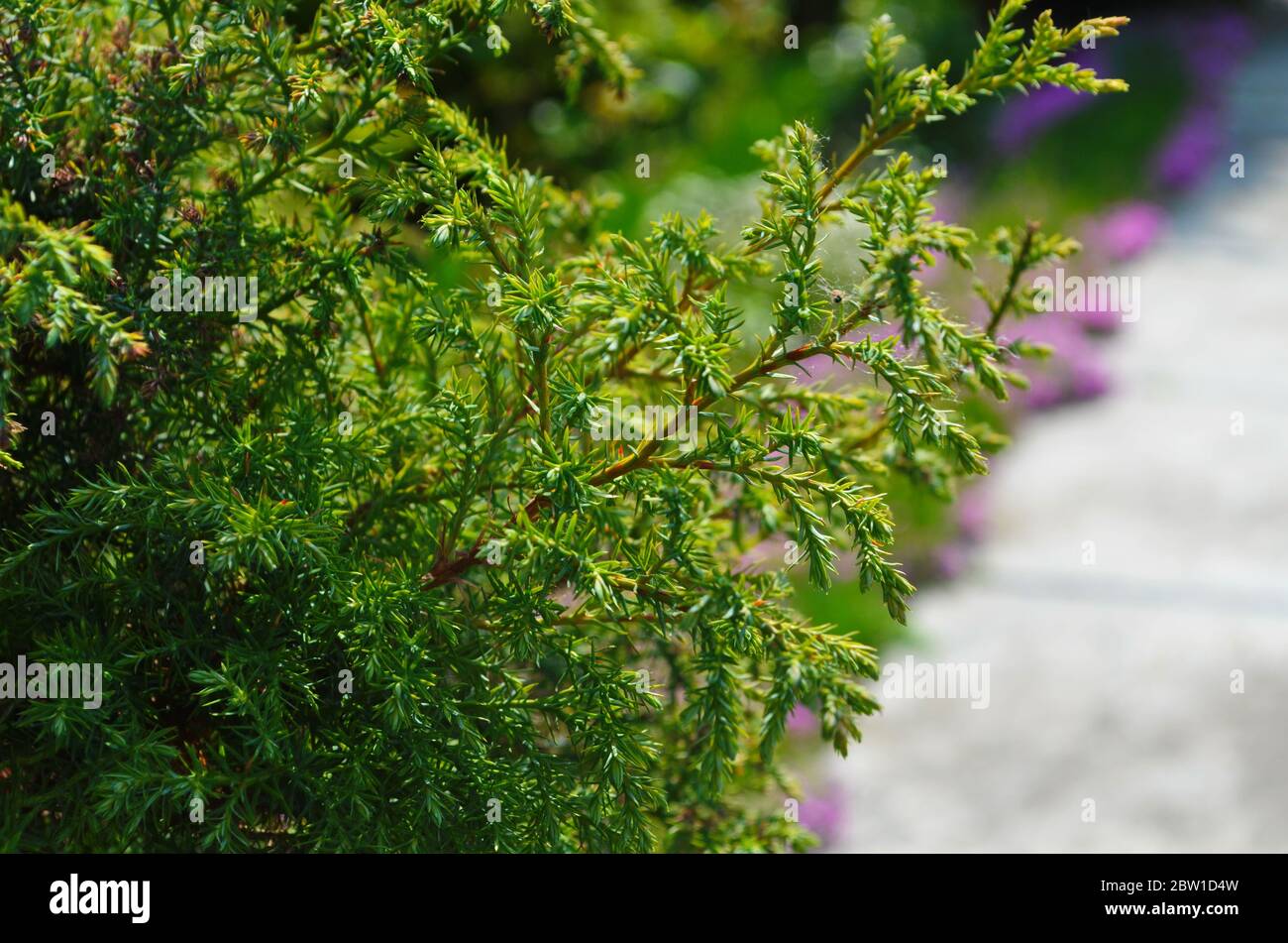 Evergreen texture hi-res stock photography and images - Alamy
