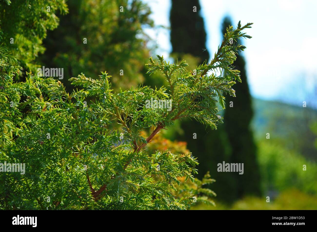 Evergreen texture hi-res stock photography and images - Alamy