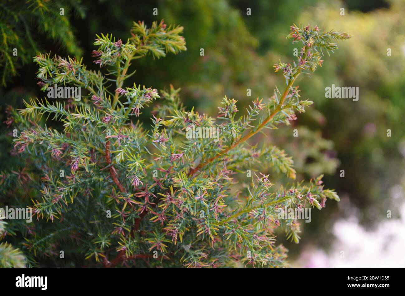 Evergreen texture hi-res stock photography and images - Alamy