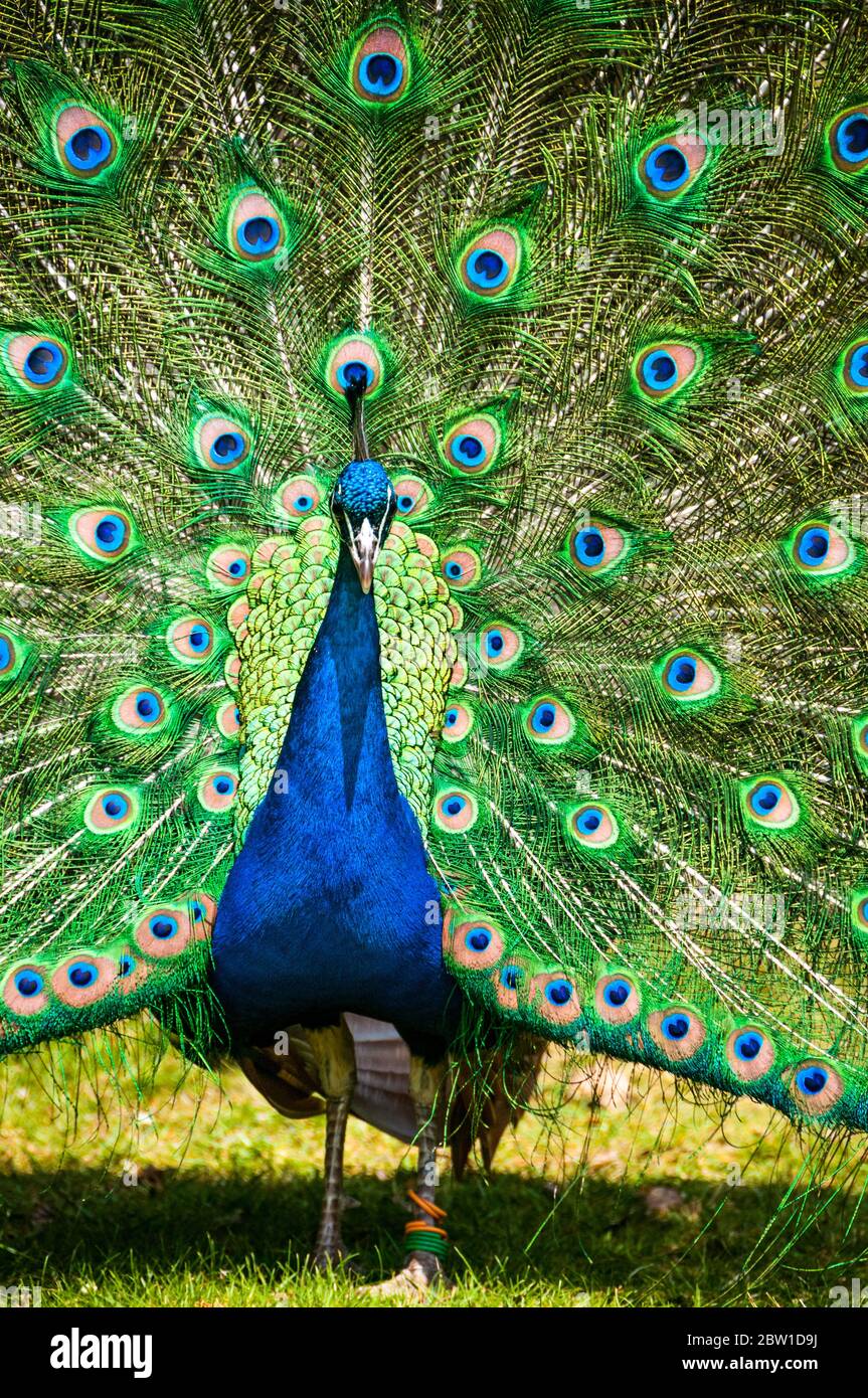 Blue peafowl stock photo hi-res stock photography and images - Alamy