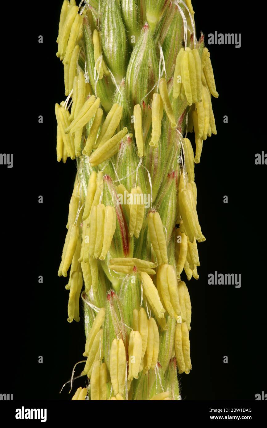 Maize inflorescence zea mays hi-res stock photography and images - Alamy